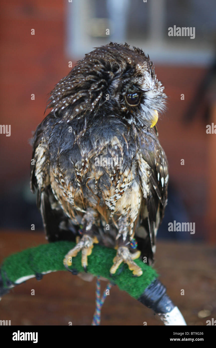 awl, south Africa, young, bird Stock Photo - Alamy