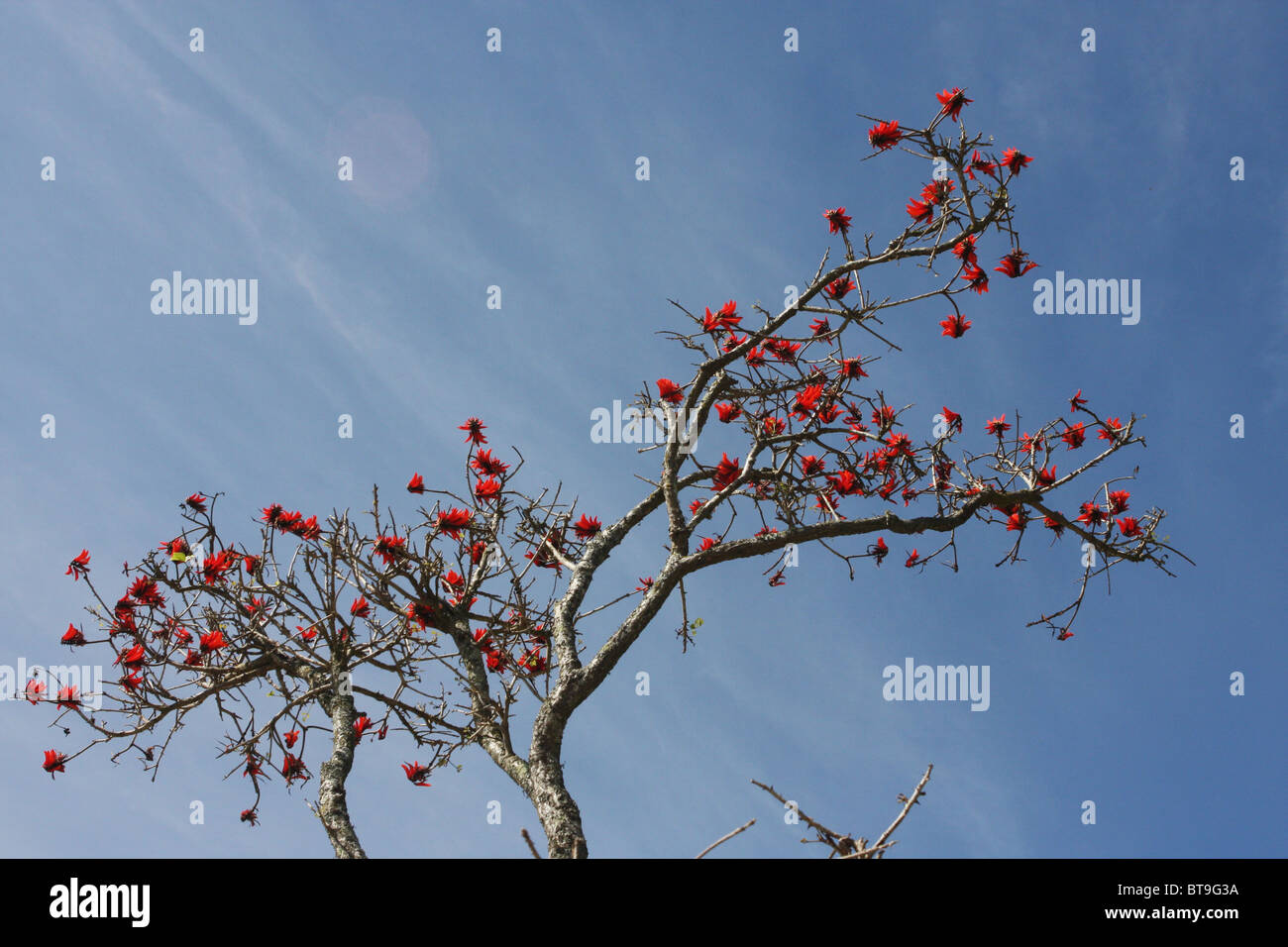 South Africa, tree, red, flowers Stock Photo - Alamy