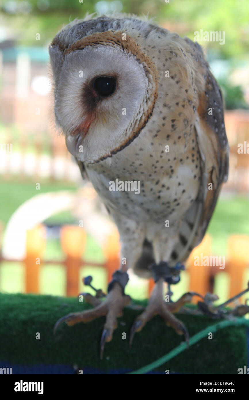 Young bird hi-res stock photography and images - Alamy