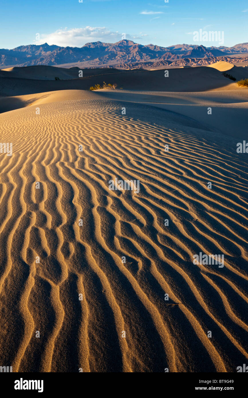 Mesquite Sand Dunes Death Valley National Park Mojave Desert