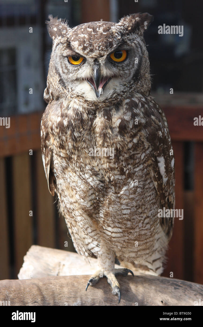awl, south Africa, young, bird Stock Photo - Alamy