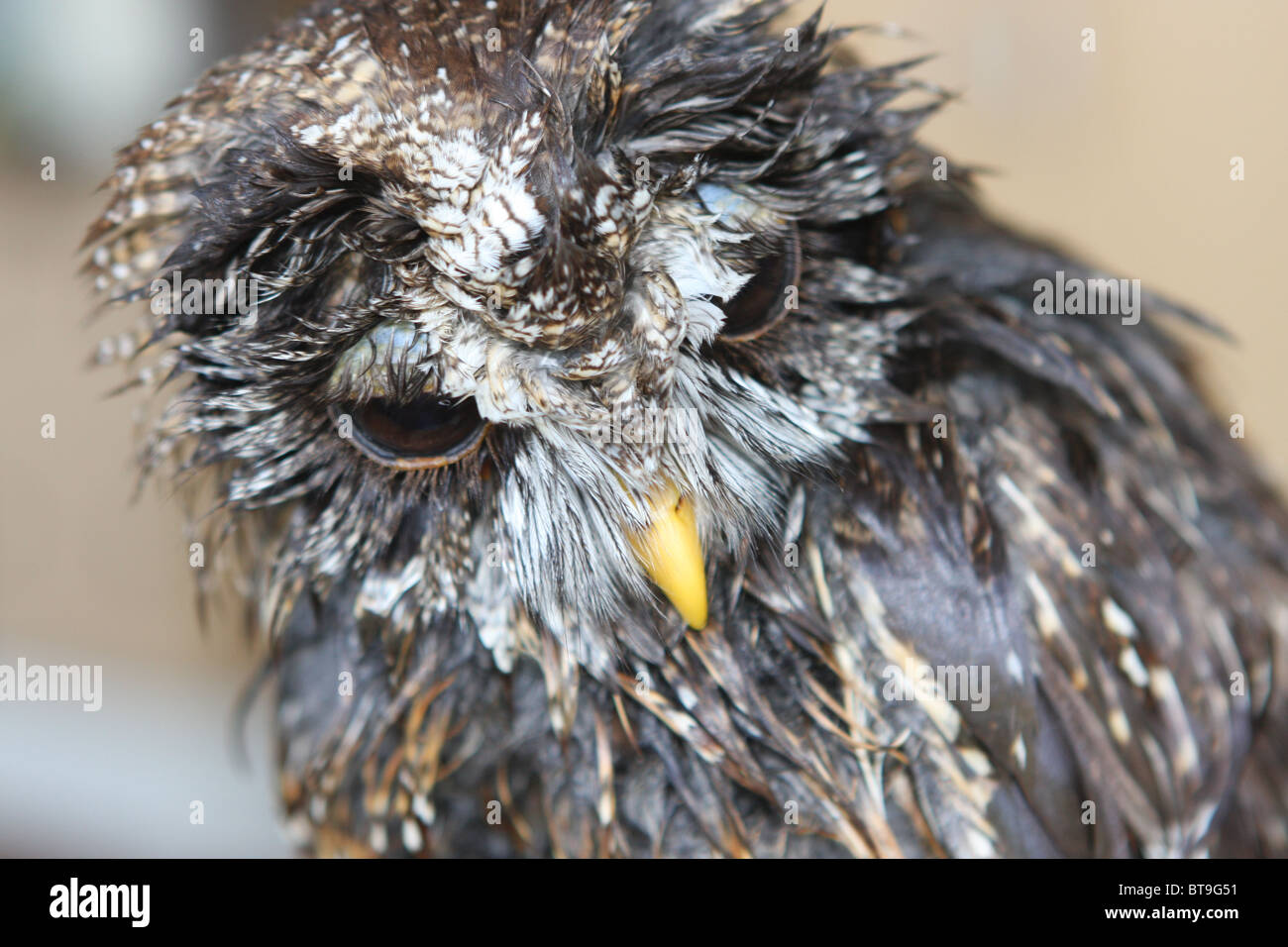 awl, south Africa, young, bird Stock Photo - Alamy