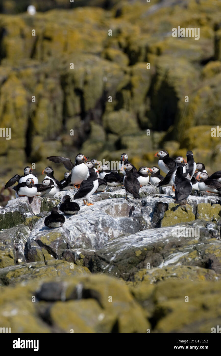The Atlantic Puffin (Fratercula arctica) is a seabird species in the ...