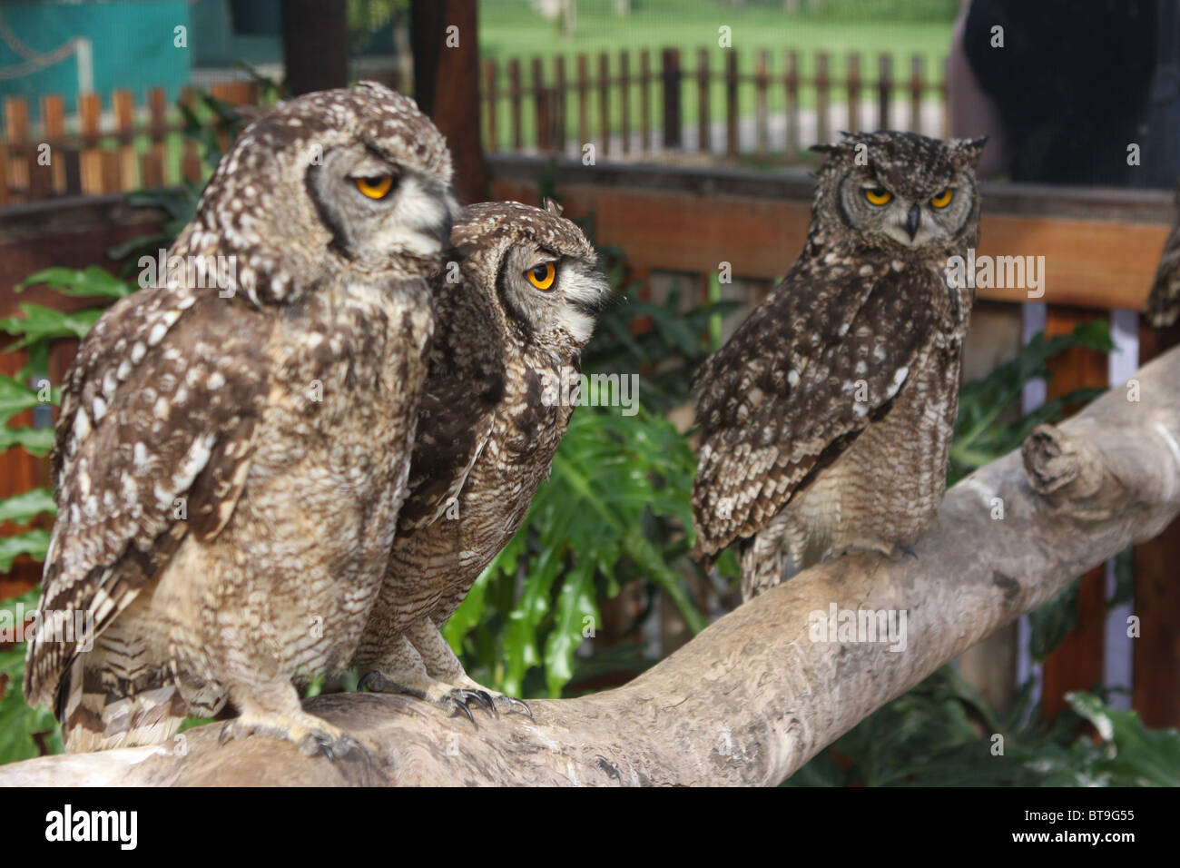 Awl Bird High Resolution Stock Photography and Images - Alamy