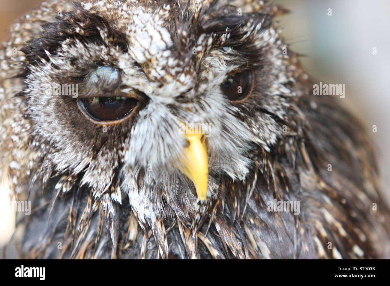 awl, south Africa, young, bird Stock Photo - Alamy