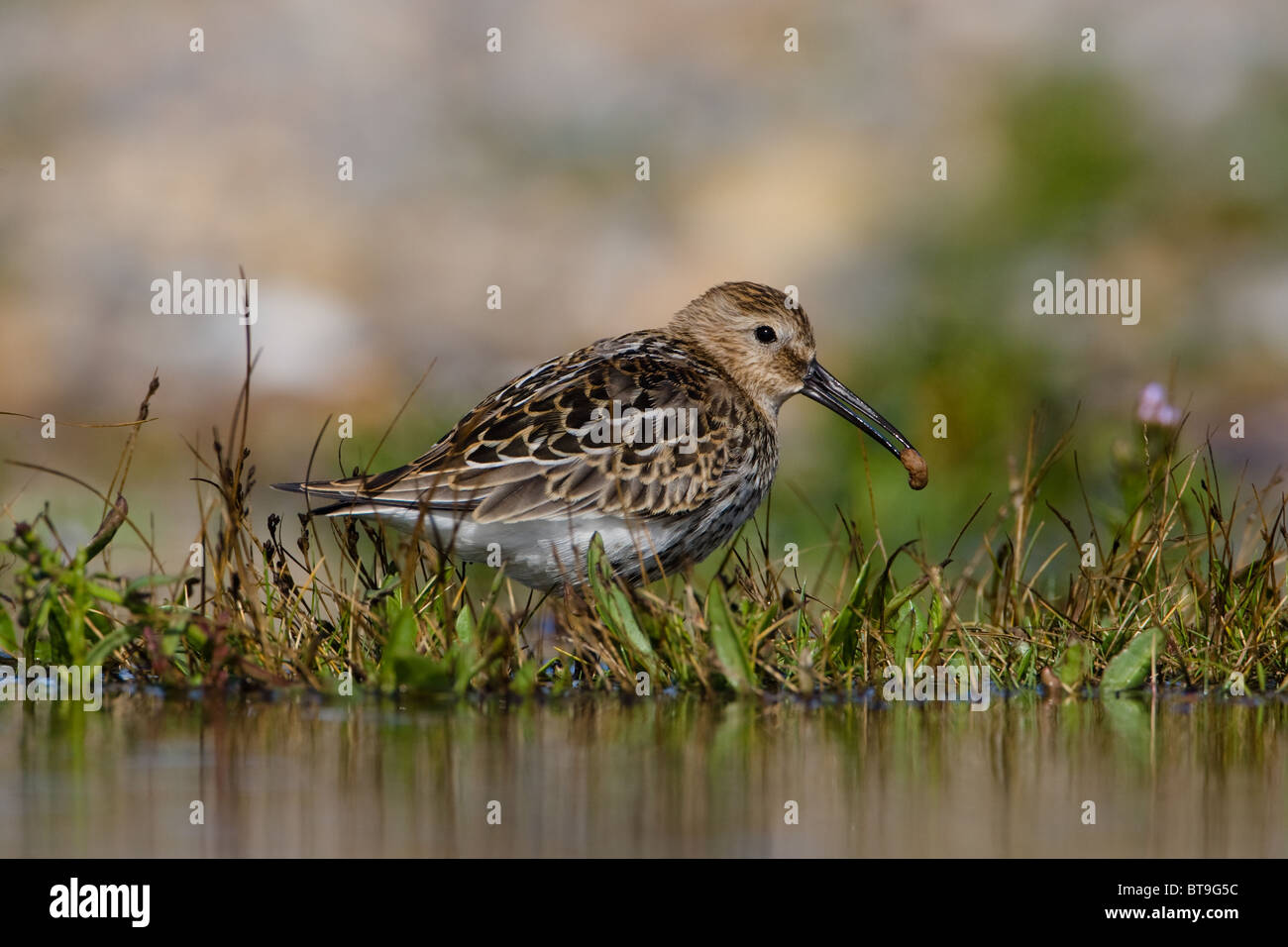 Dunlin hi-res stock photography and images - Alamy