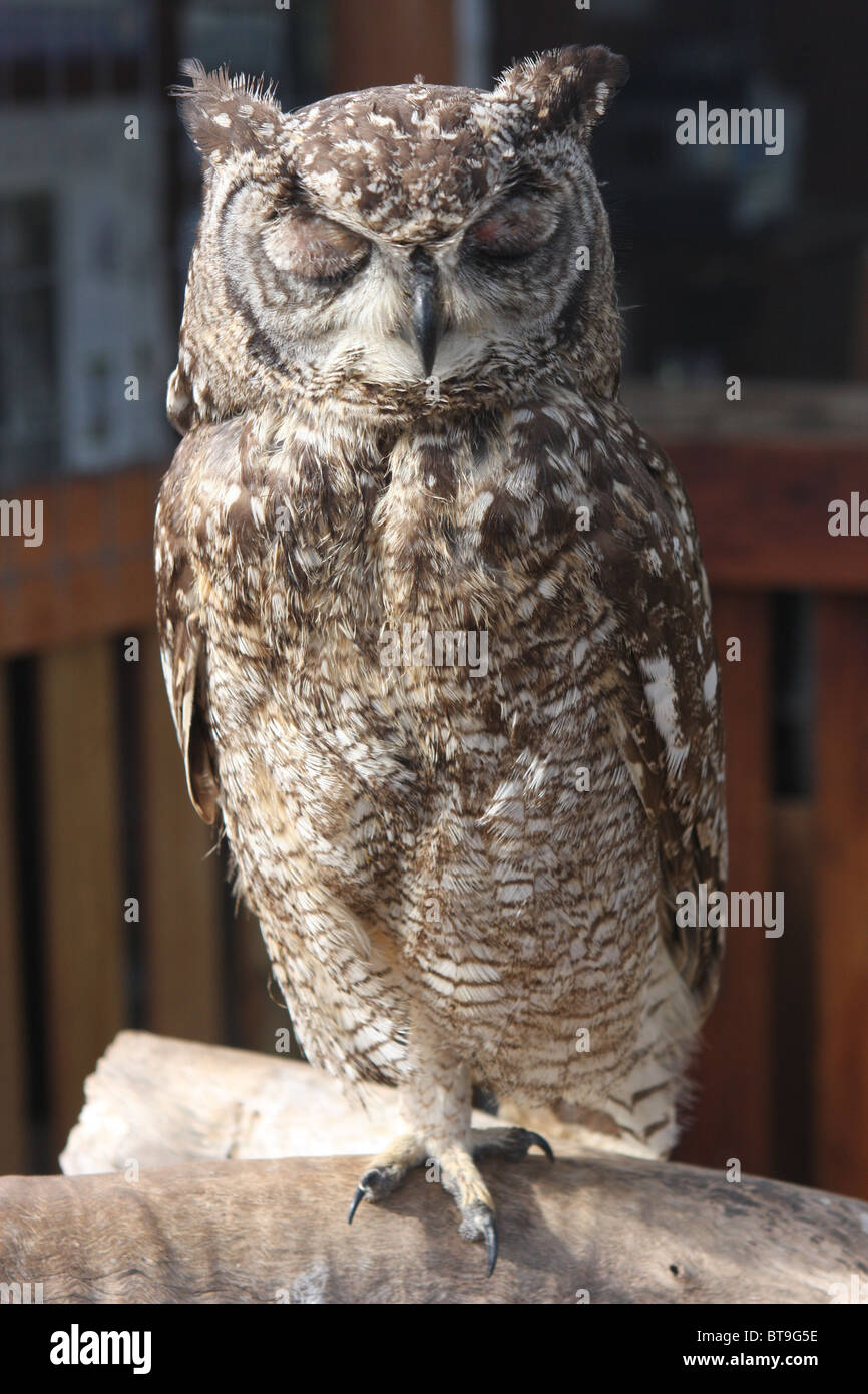 Awl Bird High Resolution Stock Photography and Images - Alamy