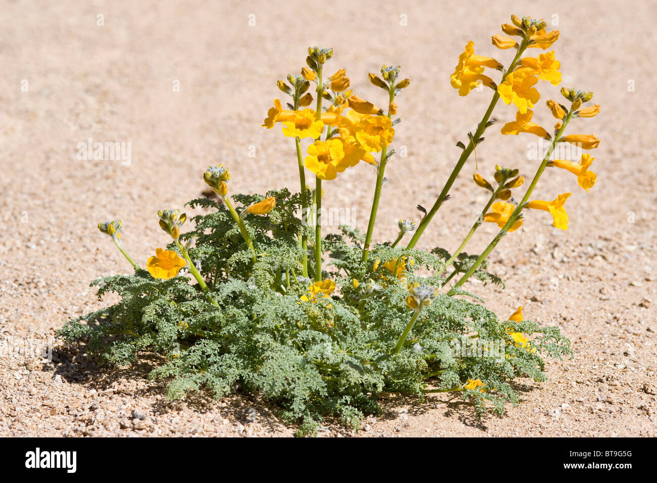 Argylia radiata flowers 'desierto florido' Los Lomitas Parque National ...