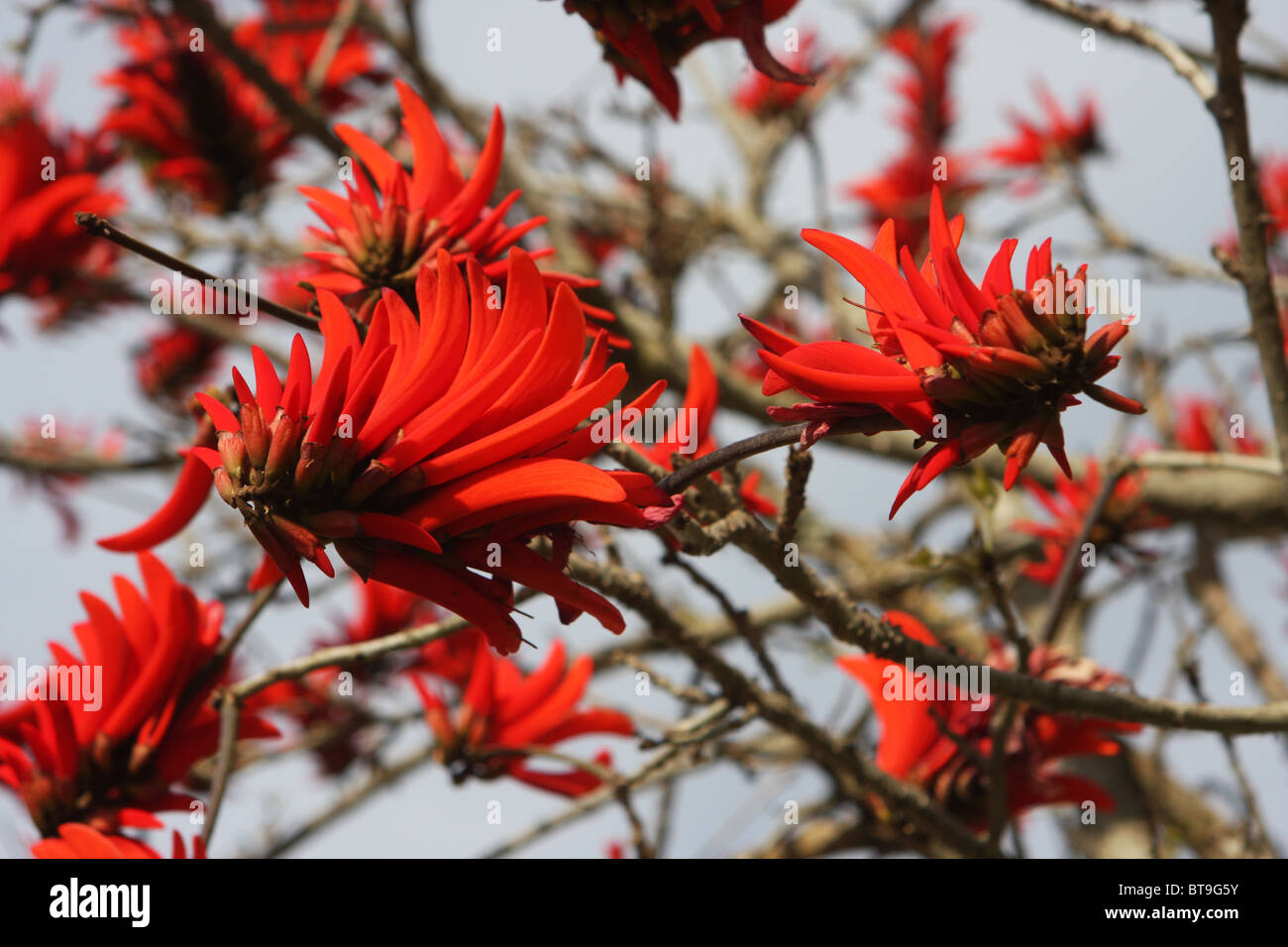 red, tree, flower, south africa Stock Photo - Alamy