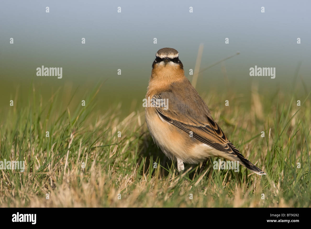 Wheatear hi-res stock photography and images - Alamy
