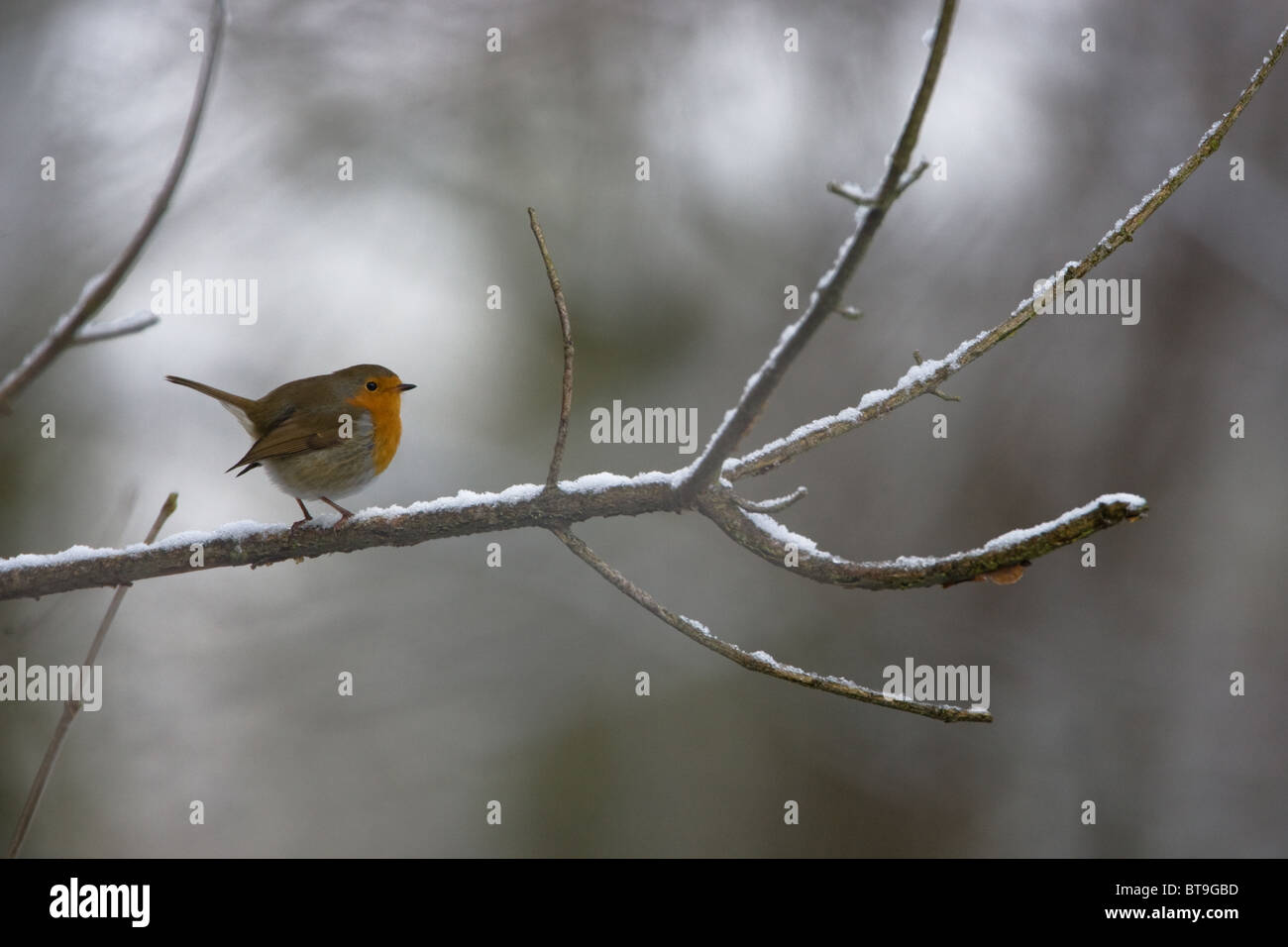 Commonly known in great britain as the robin hi-res stock photography ...