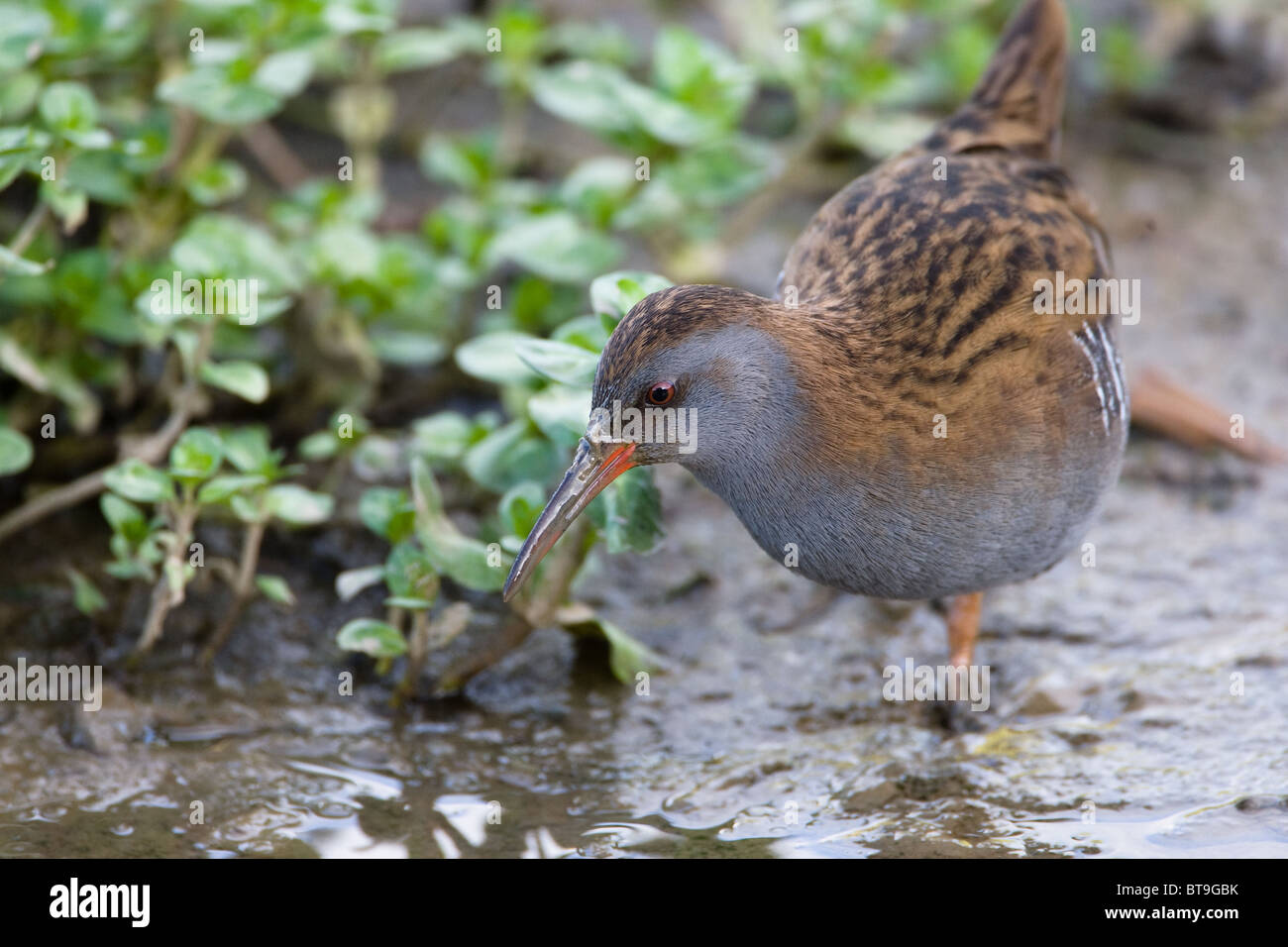 The Water Rail or European Water Rail[2] (Rallus aquaticus) is a small ...