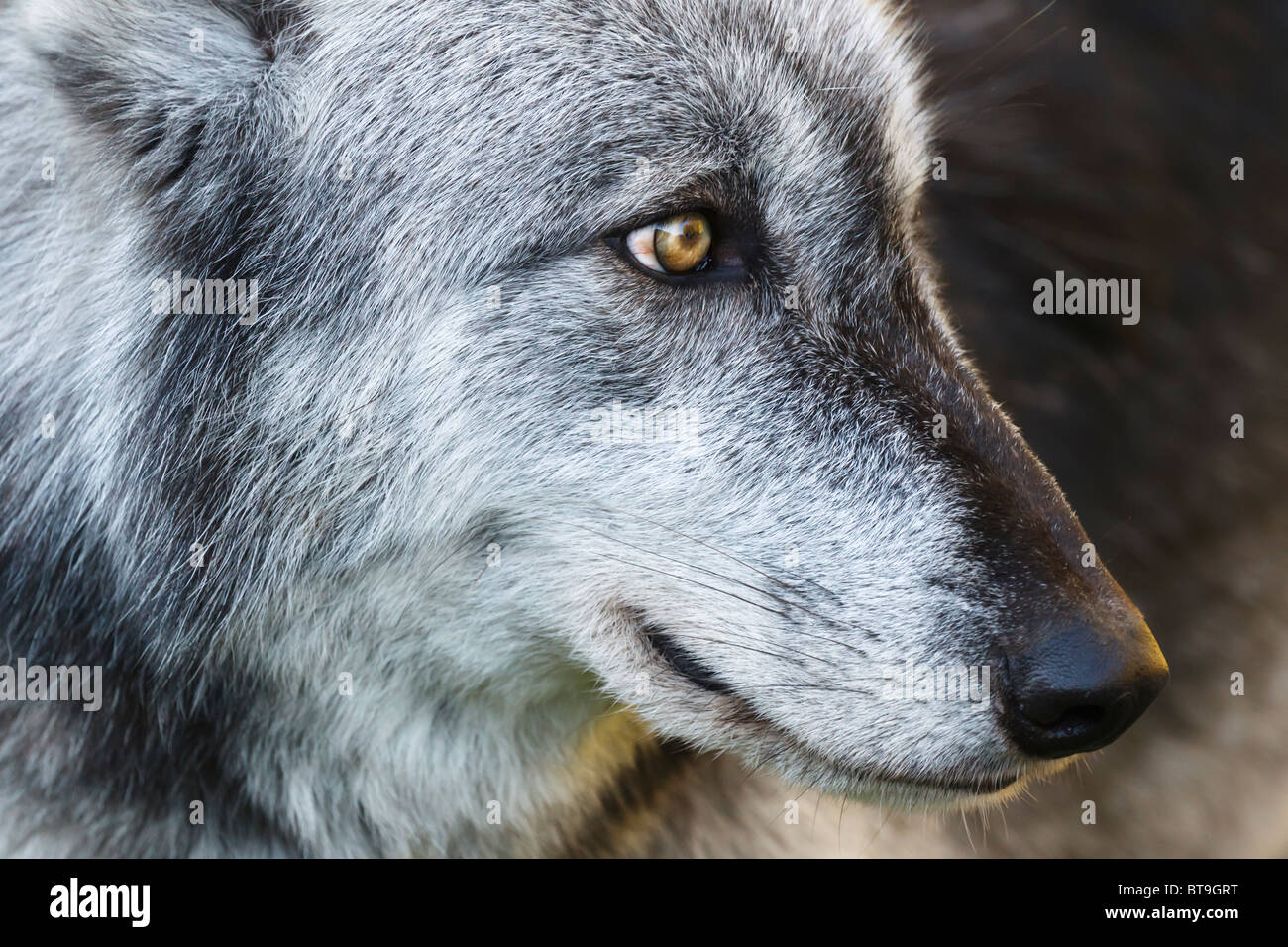 Close-up of the eyes of a Canadian Gray Wolf Stock Photo - Alamy