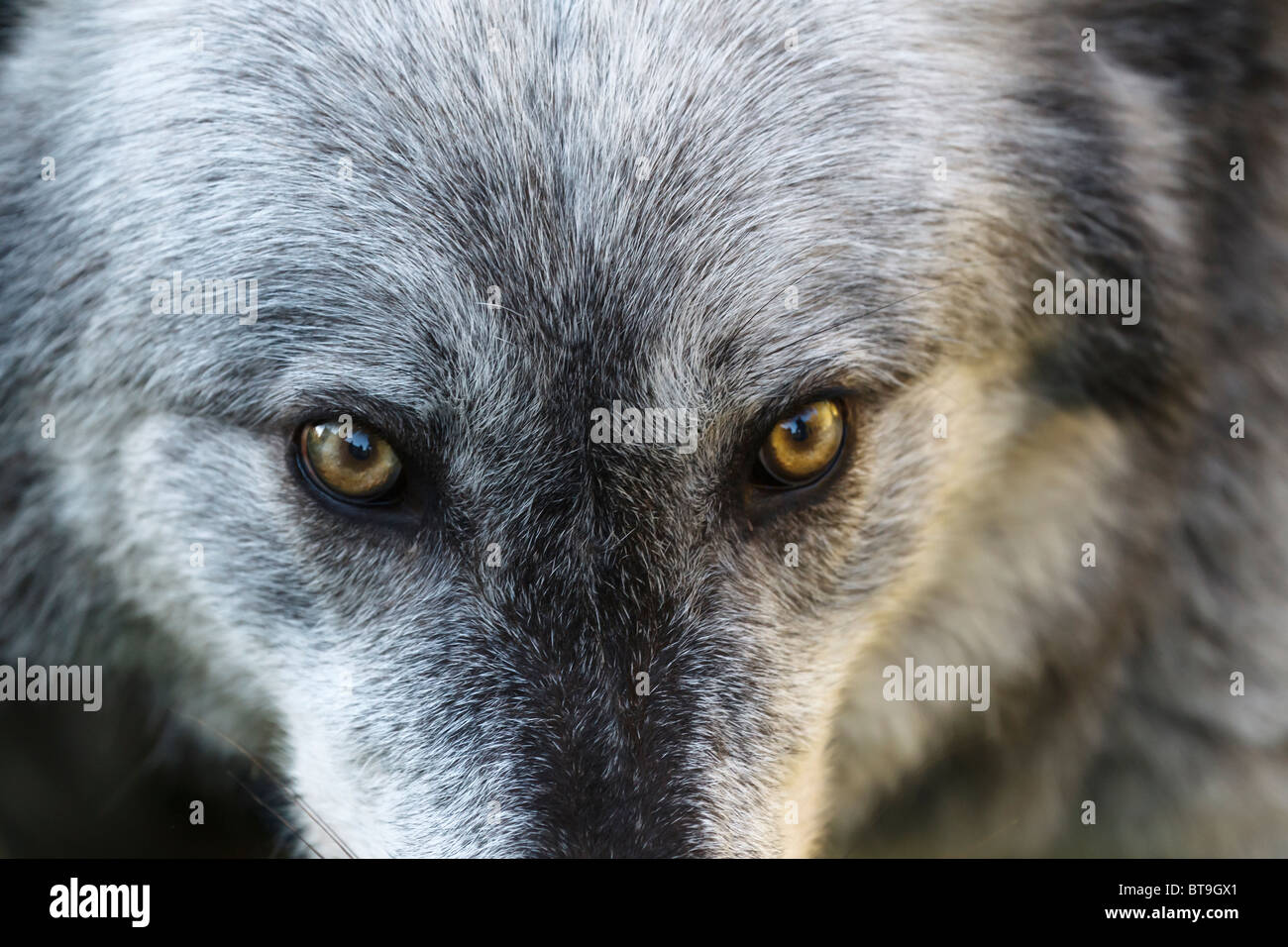 Grey wolf eyes hi-res stock photography and images - Alamy