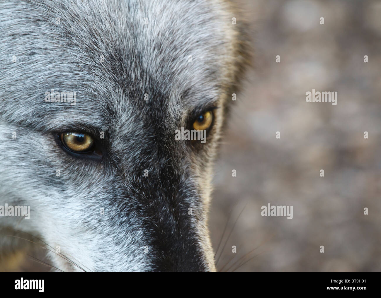 Close-up of the eyes of a Canadian Gray Wolf Stock Photo - Alamy