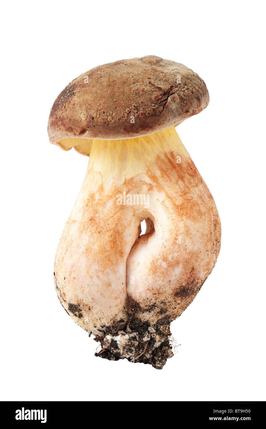 Spores isolated Cut Out Stock Images & Pictures - Alamy