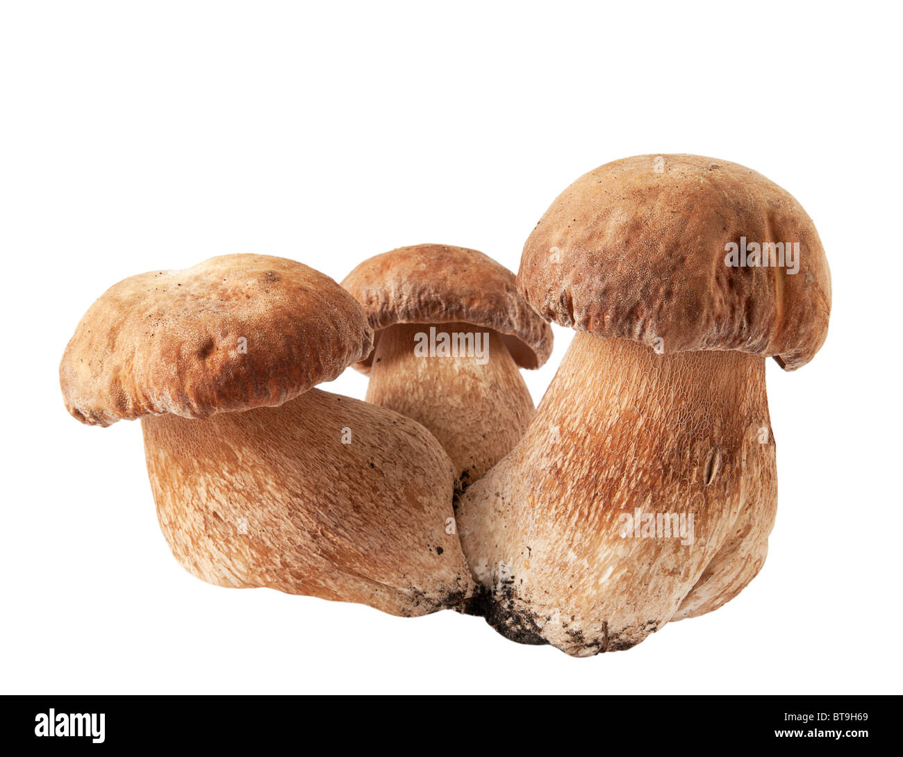 Spores isolated Cut Out Stock Images & Pictures - Alamy