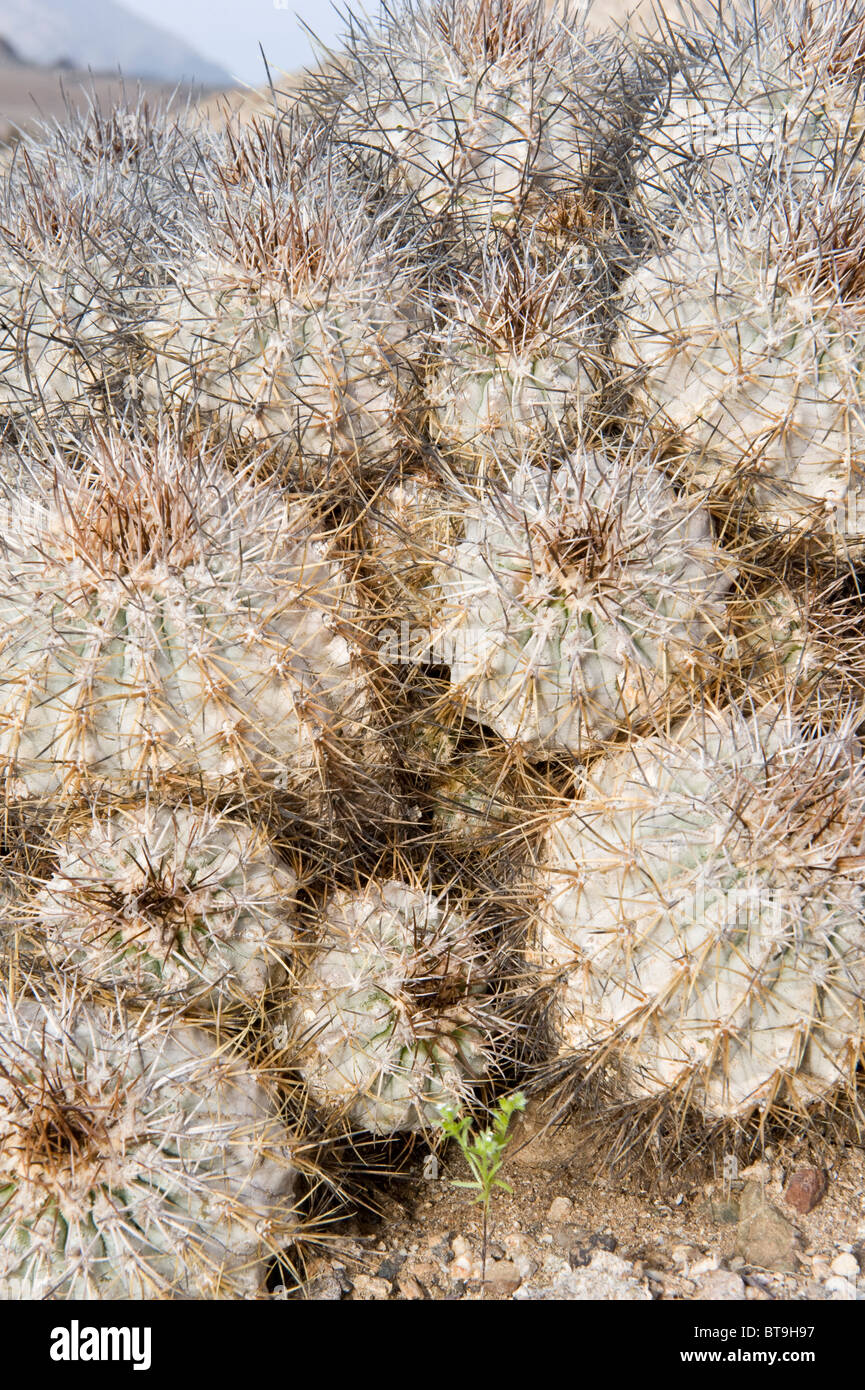 20 varieties hi-res stock photography and images - Alamy