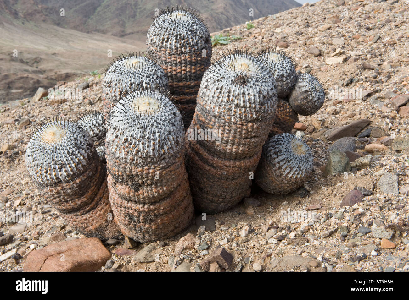 Copiapoa cinerea ssp. columna alba cactus Pan de Azucar National Park ...