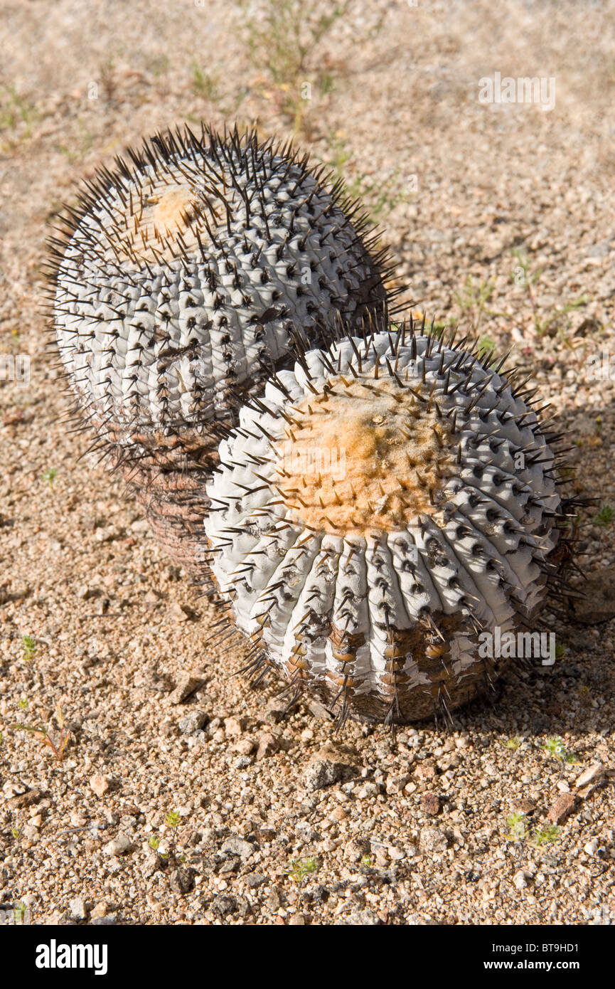Copiapoa cinerea ssp. columna alba cactus Pan de Azucar National Park ...