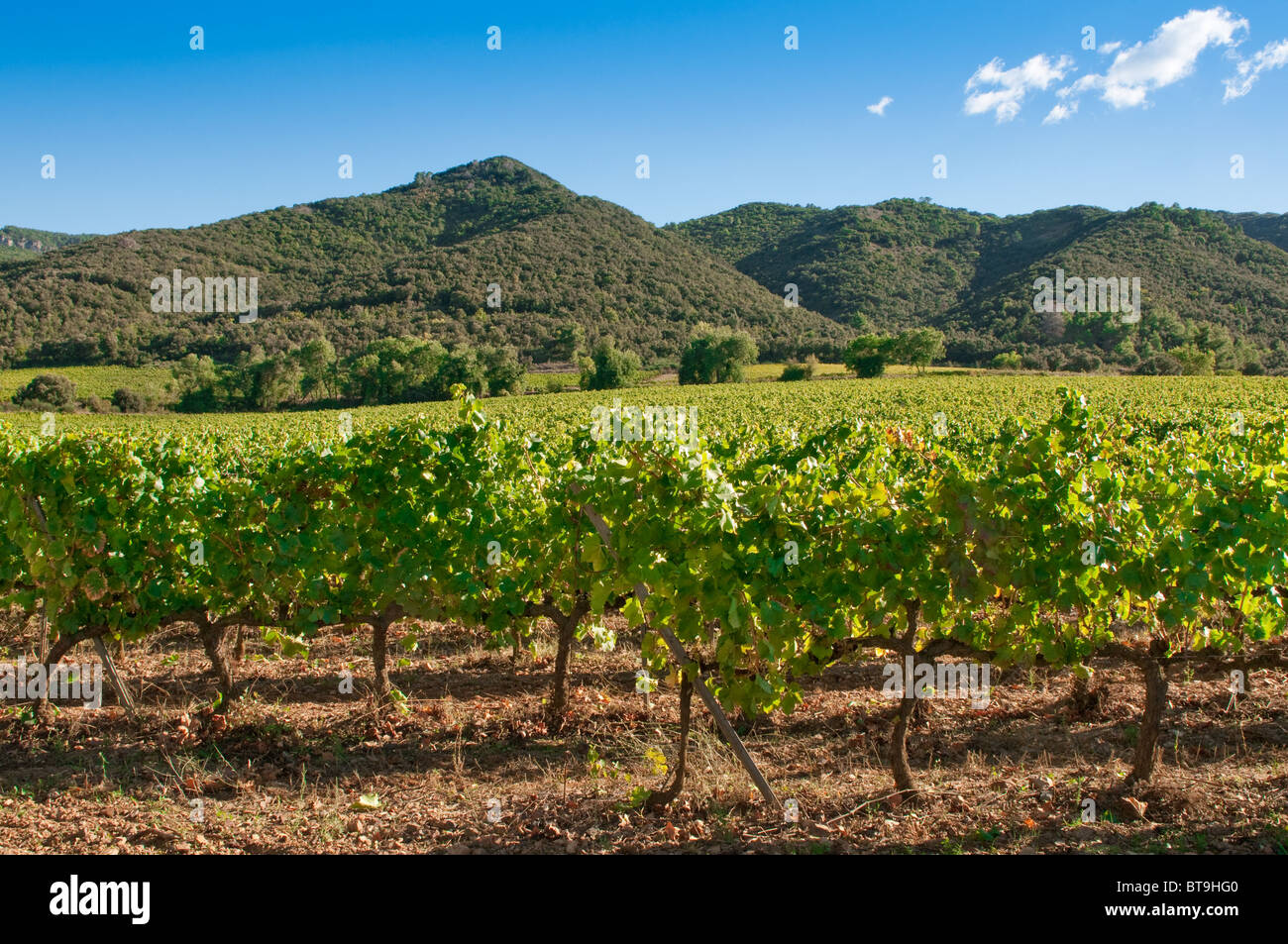Vineyard produce hi-res stock photography and images - Alamy
