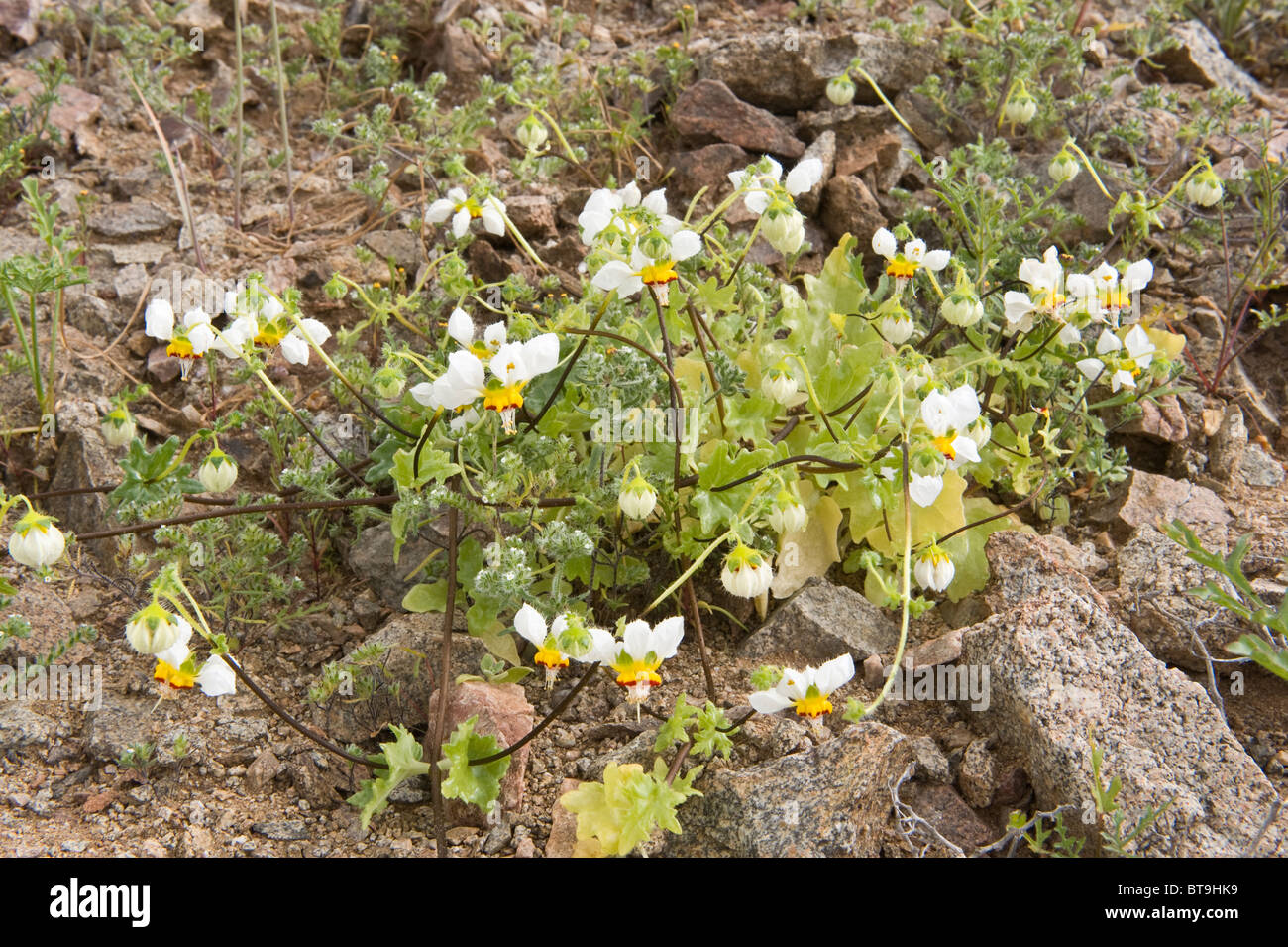 Ortiga (Loasa elongata) flowers habitat 'desierto florido' Parque ...