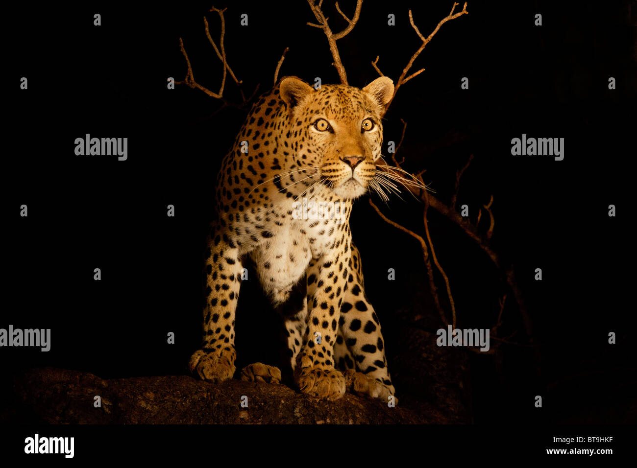 Leopard At Night High Resolution Stock Photography and Images - Alamy