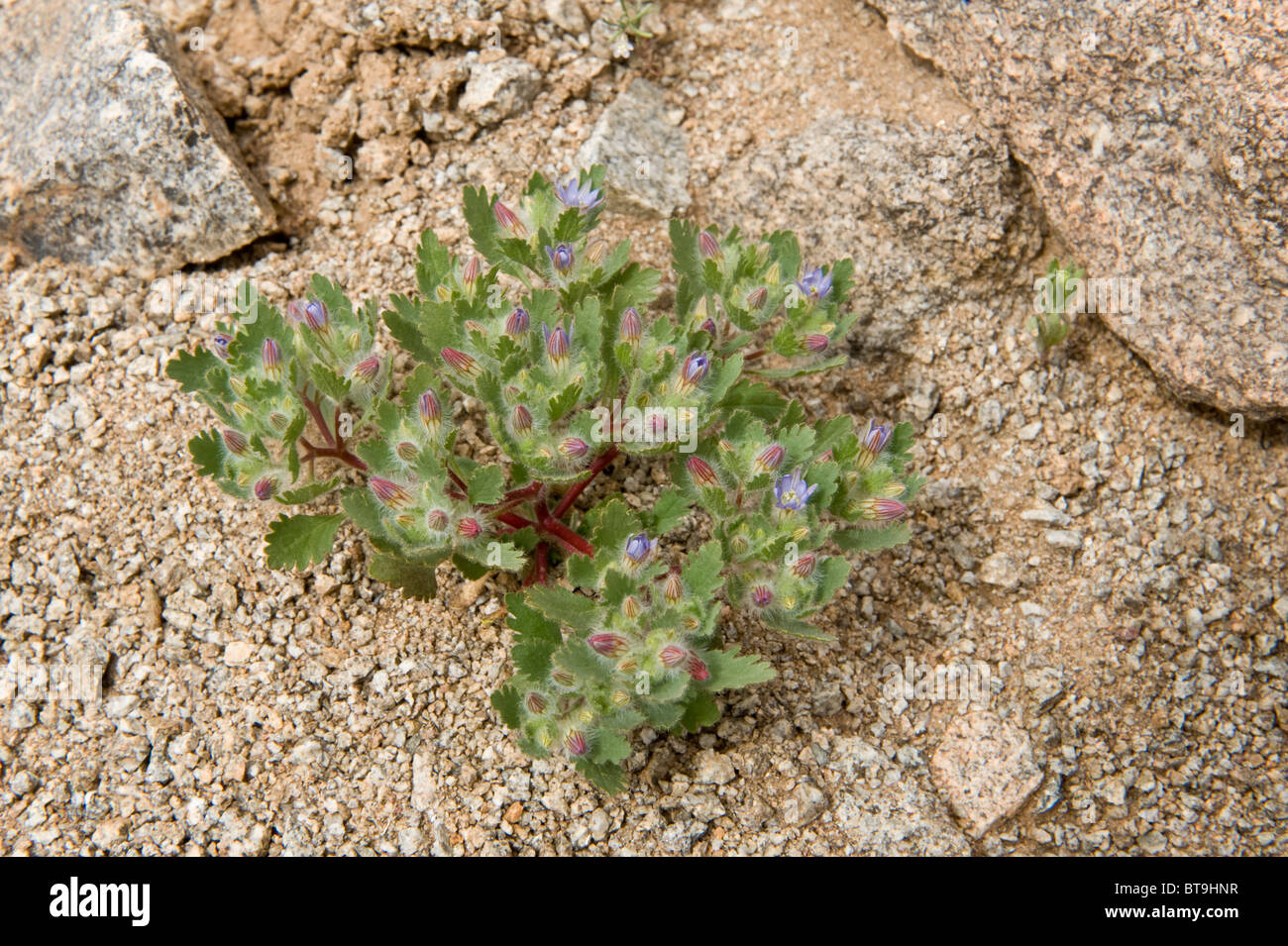 Piojillo (Malesherbia humilis) flowers after El Niño rains Los Lomitas ...