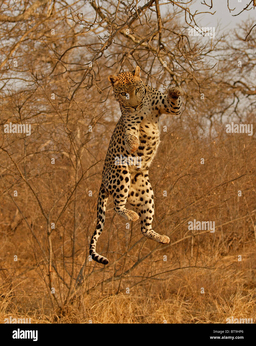 Leopard falling out a tree in the bushveld, Kruger National Park, South ...