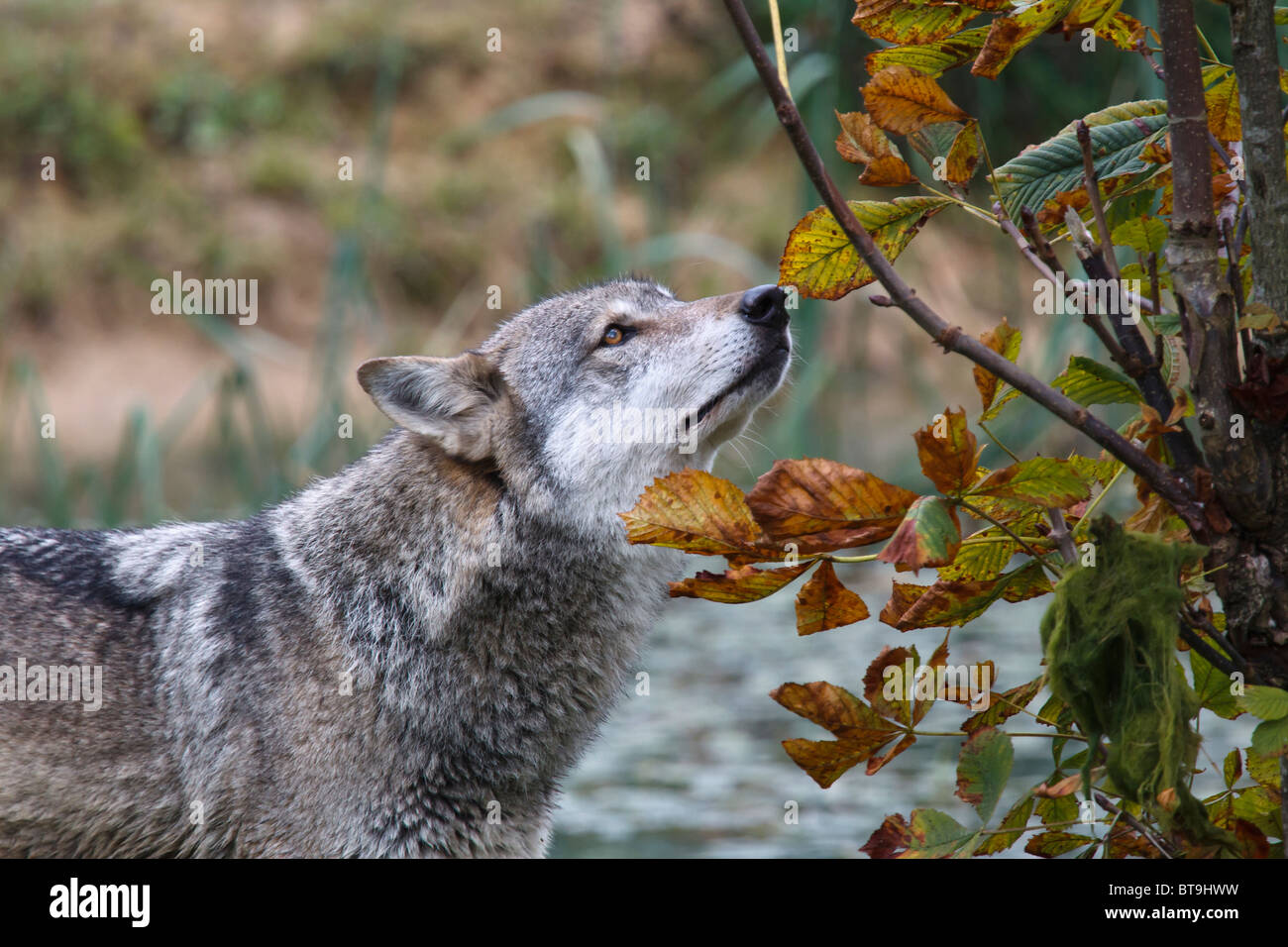 Wolf sniffing hi-res stock photography and images - Alamy