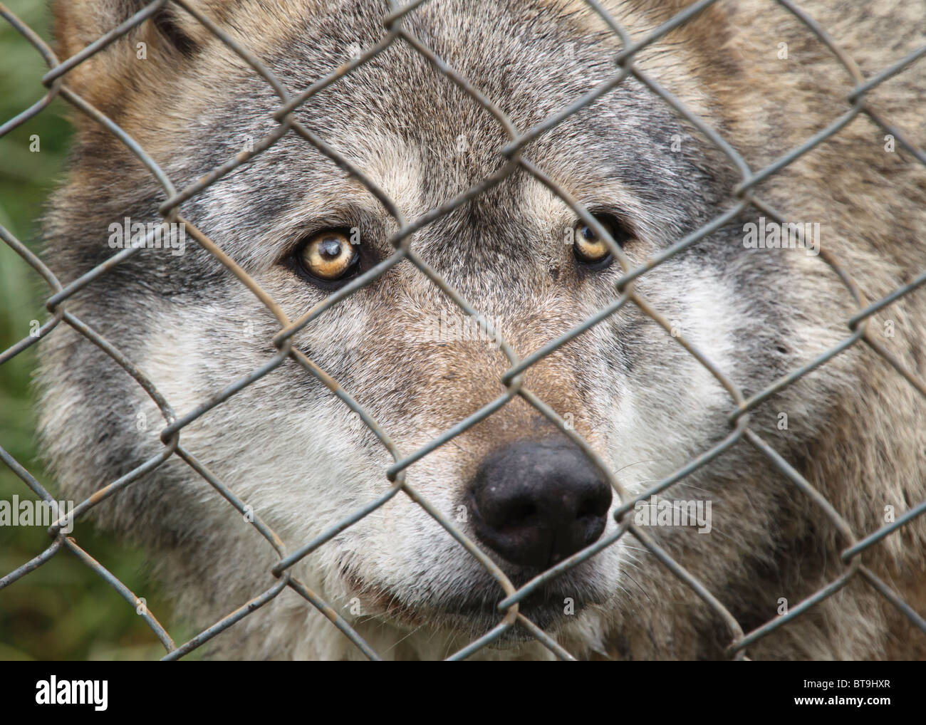 European Wire Mesh Fence