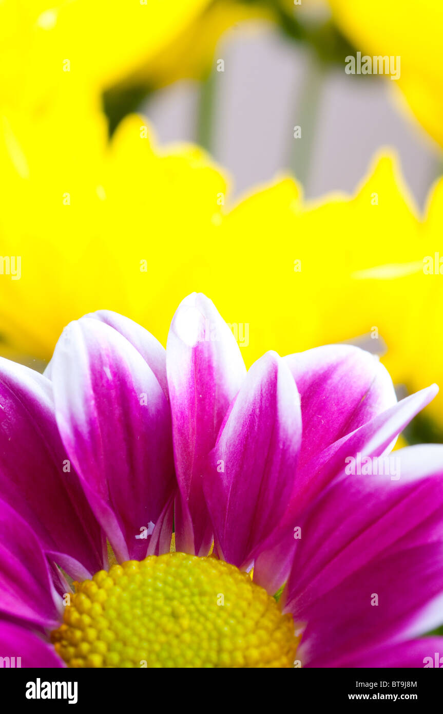Beautiful spring flowers - chrysanthemum Stock Photo - Alamy