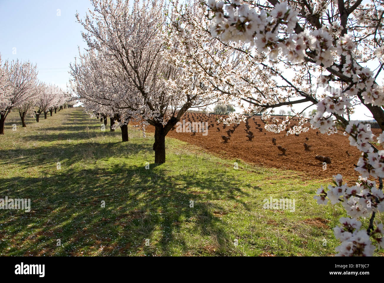 peach trees in rows Stock Photo - Alamy
