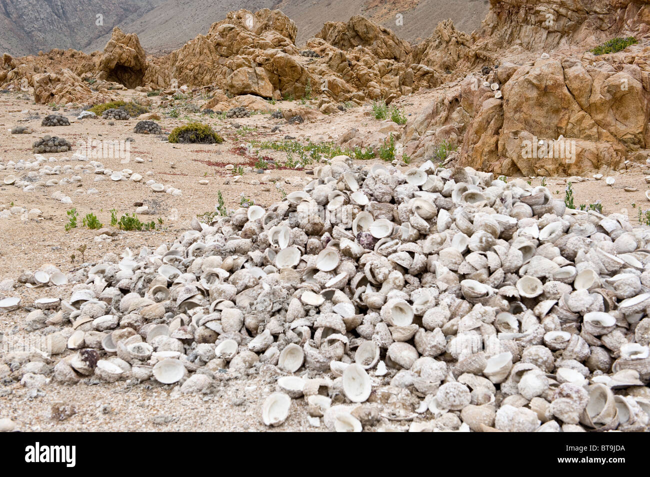Shell midden north of Capapio Atacama (III) Chile South America Stock ...