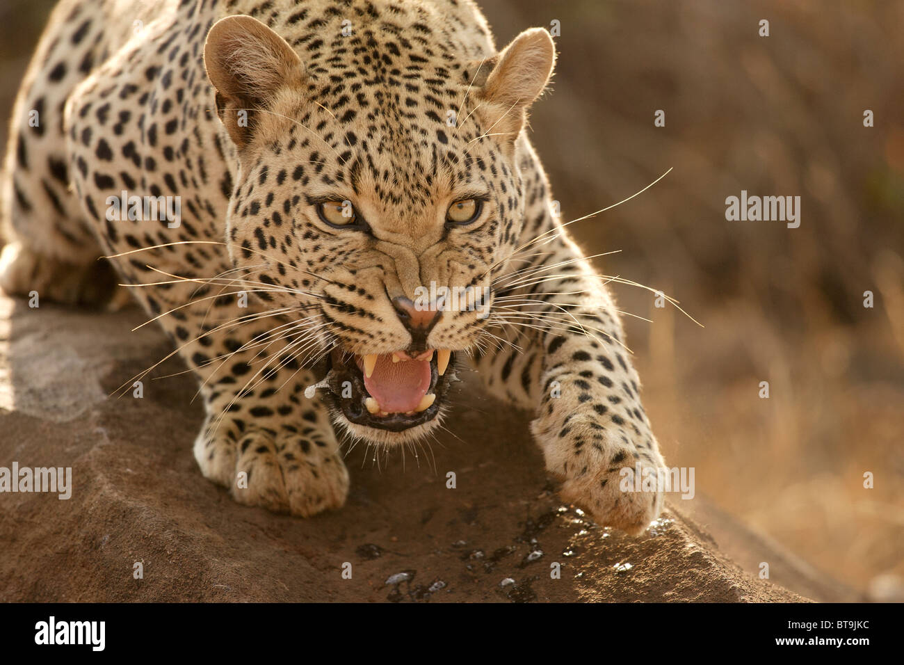 Snarling Leopard Stock
