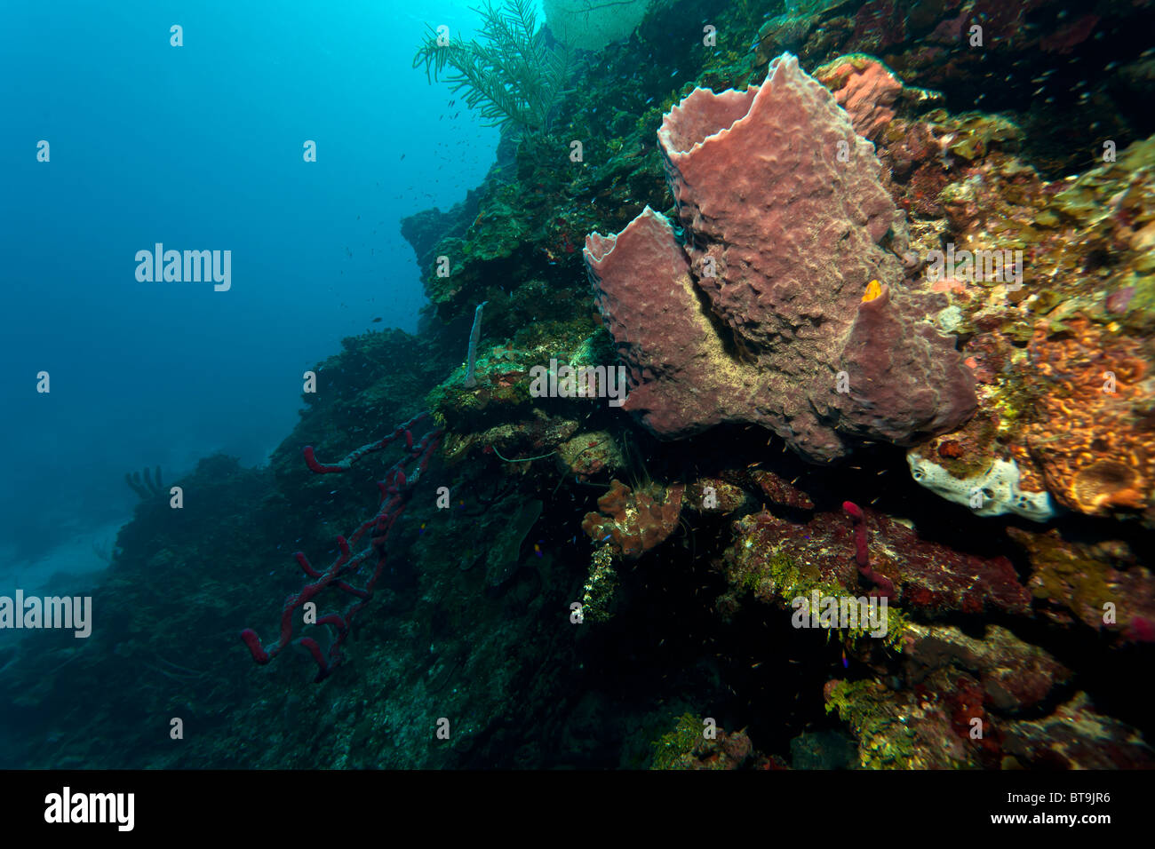 Barrel sponge on coral wall in Roatan Honduras Stock Photo - Alamy