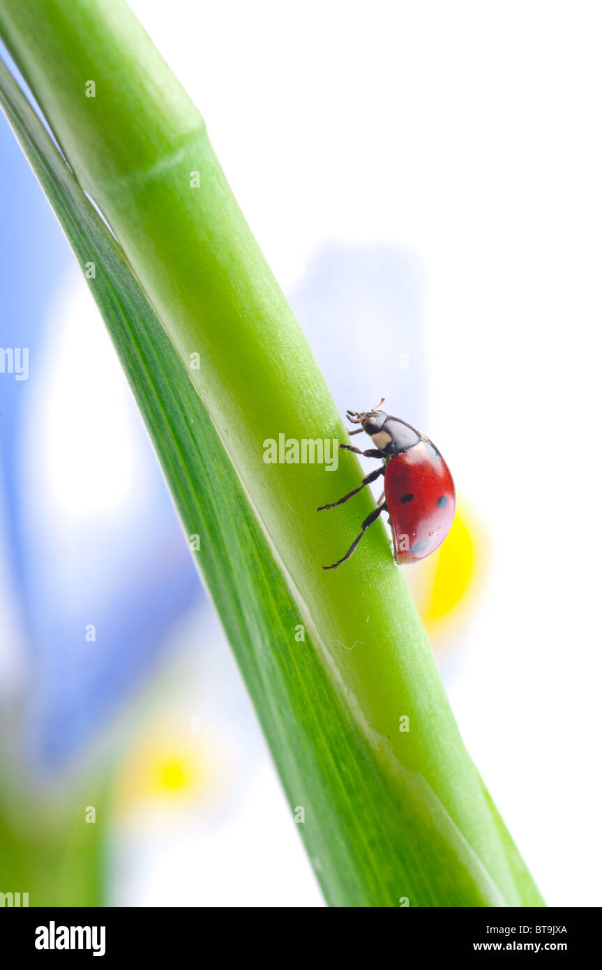 red ladybird on green leaf Stock Photo - Alamy