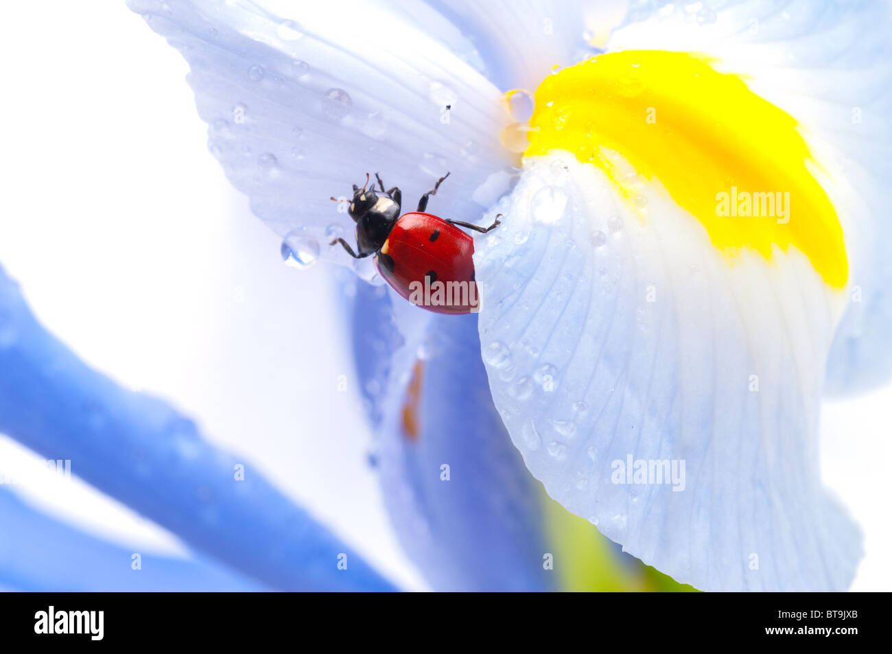 Animal red iris hi-res stock photography and images - Alamy