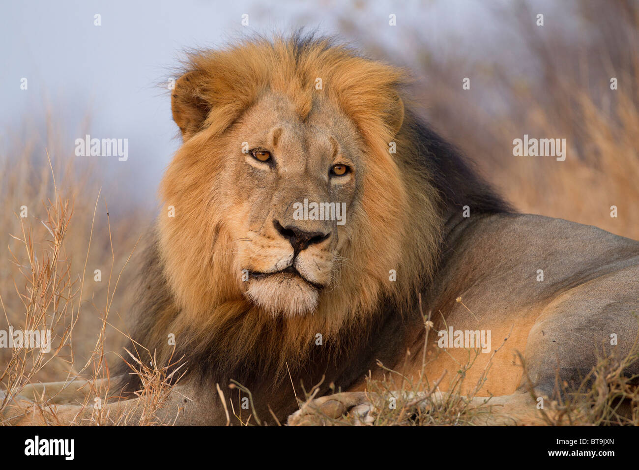 Male lion resting and looking very peaceful hi-res stock photography ...