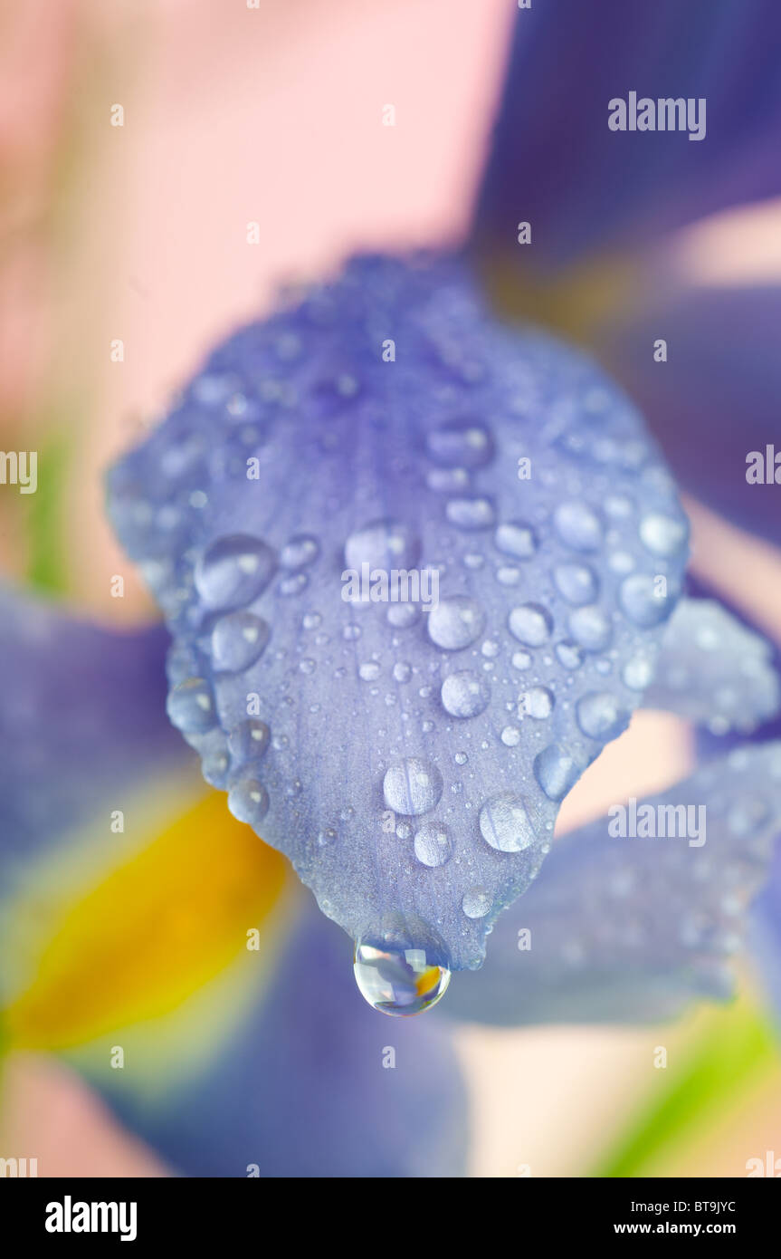 Beautiful fresh iris flowers Stock Photo - Alamy