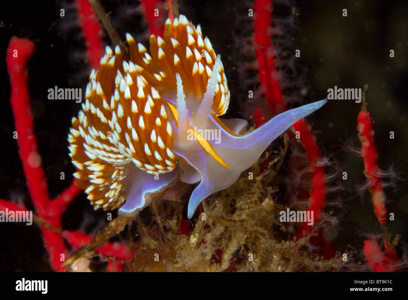 Nudibranch hi-res stock photography and images - Alamy