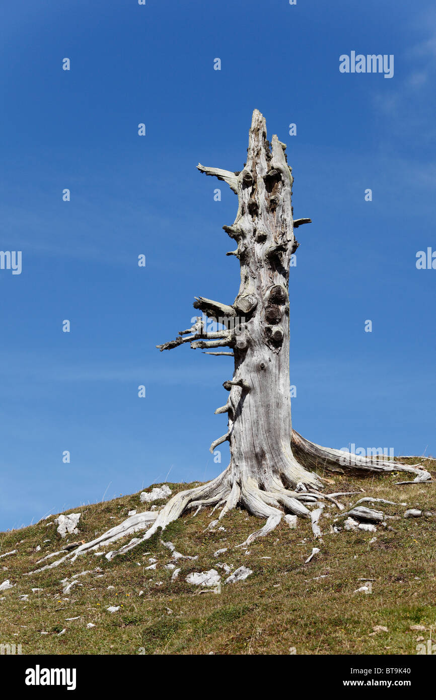 Tree dead tree tree trunks hi-res stock photography and images - Alamy