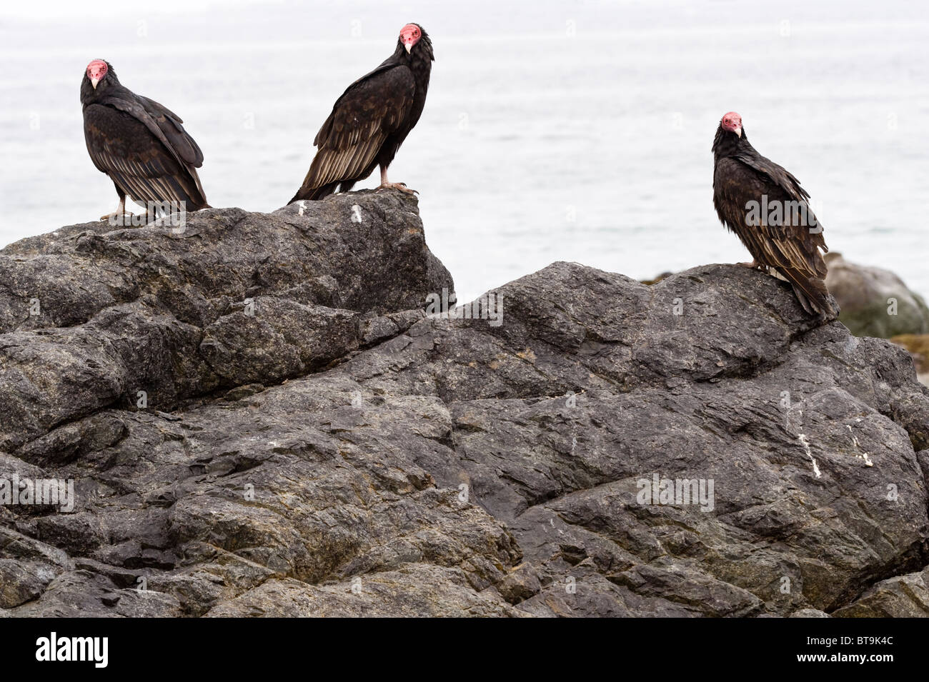 The Turkey Vultures (Cathartes aura) perch on the coastal rocky outcrop ...