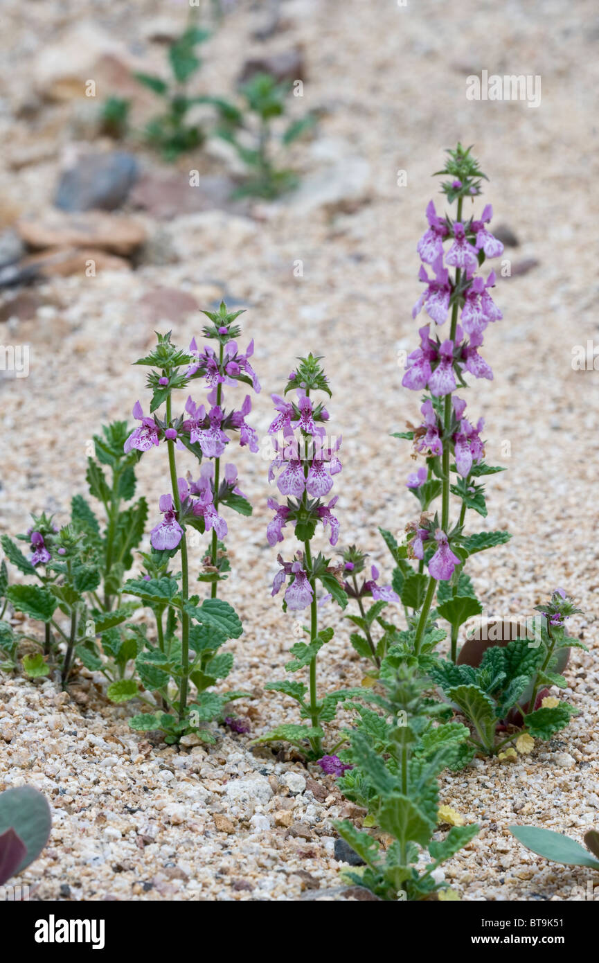 Stachys grandidentata hi-res stock photography and images - Alamy