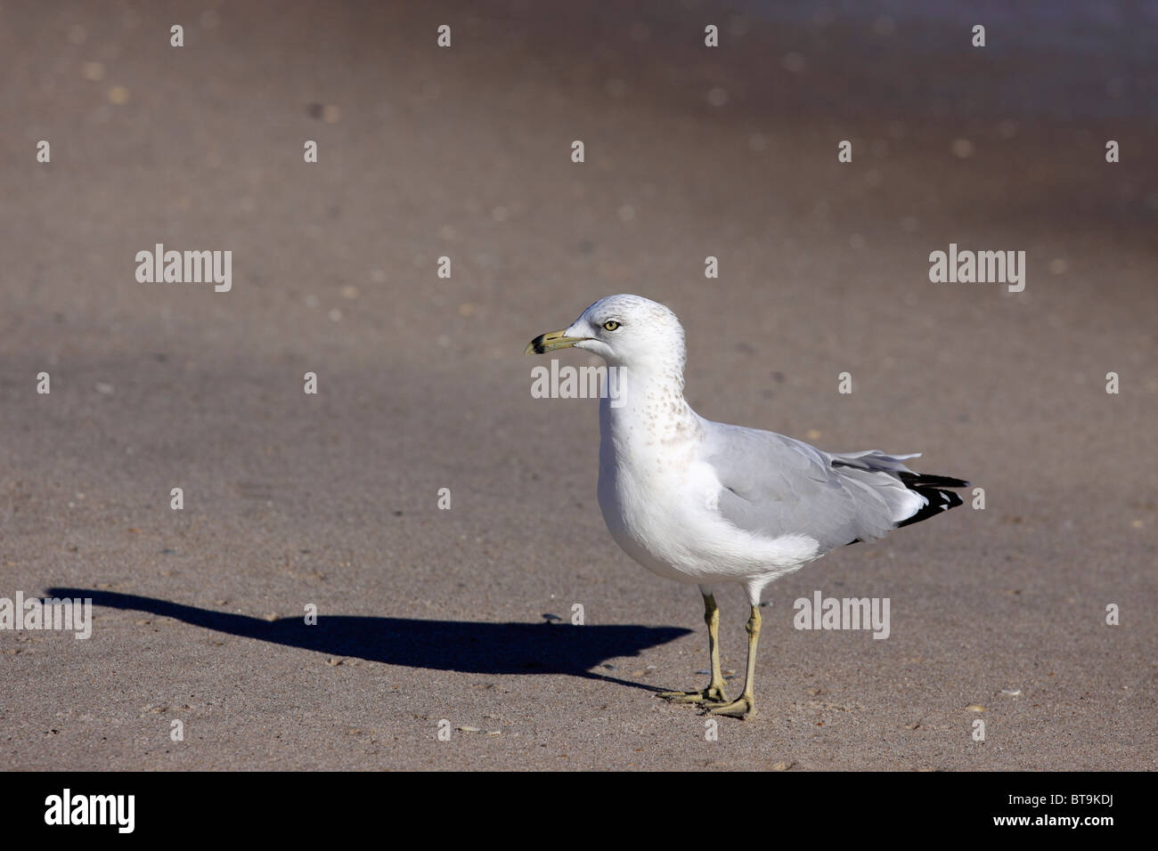 Seagull and shadow on the beach, Long Island NY Stock Photo - Alamy