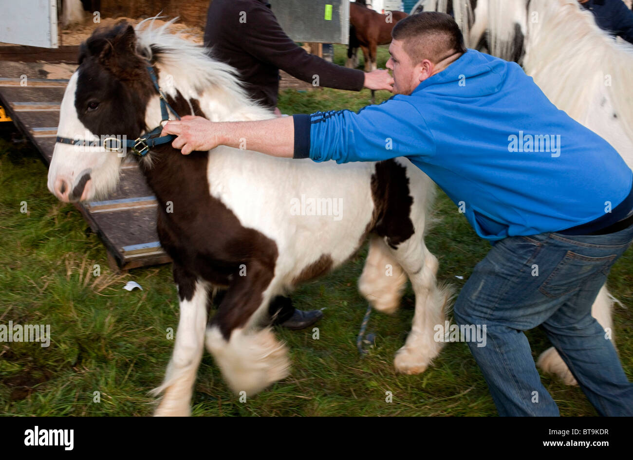 Horse breeder Abraham Rogers and colleagues trying to get a foal back ...