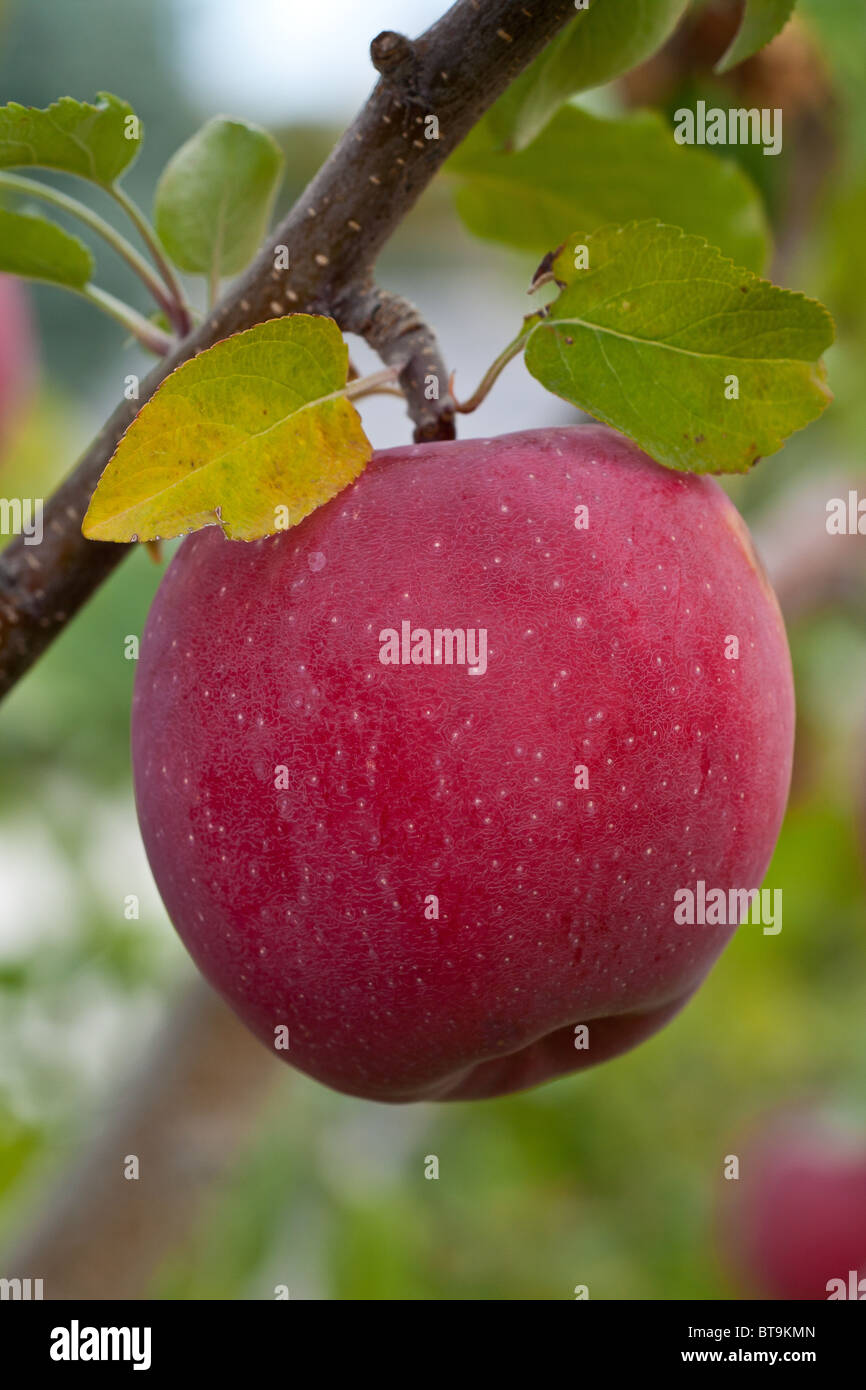 Fuji apple hi-res stock photography and images - Alamy