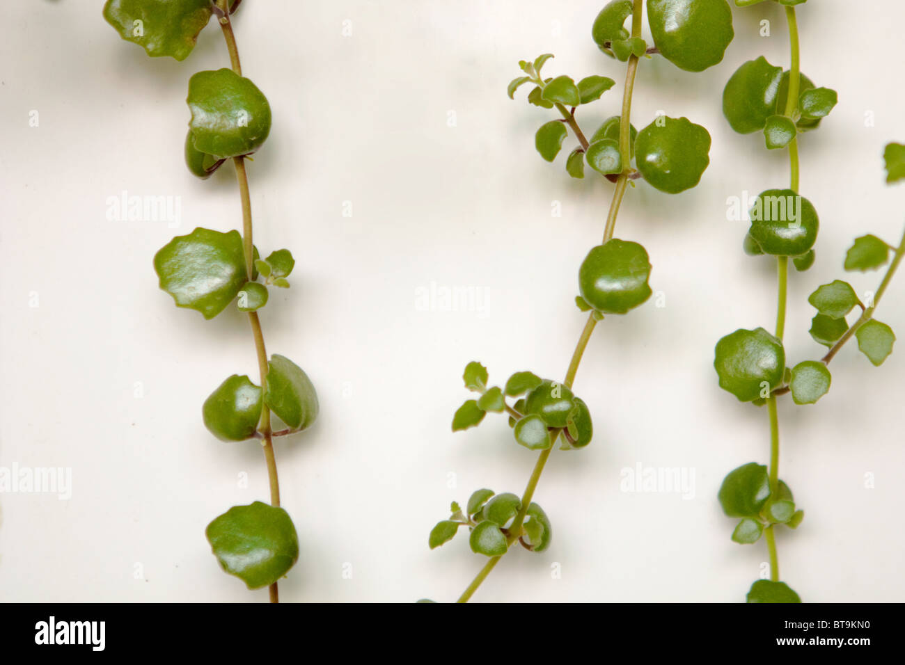 indoor ornamental plant - String of coins or Peperomia pepperspot Stock ...