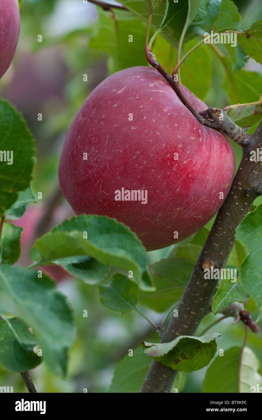 Fuji apple hi-res stock photography and images - Alamy