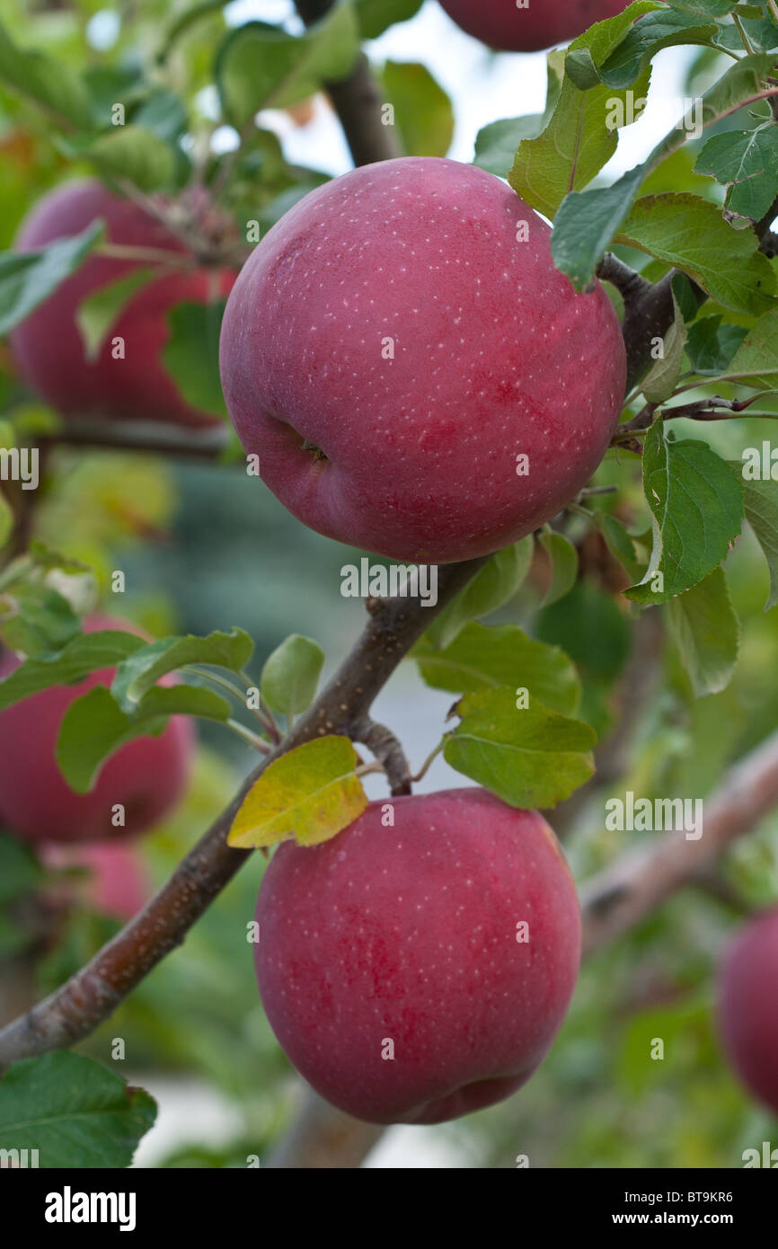 Fuji apple hi-res stock photography and images - Alamy